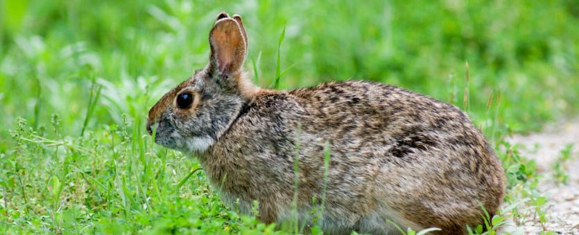 Prisma Health Swamp Rabbit Trail System, Greenville South Carolina ...